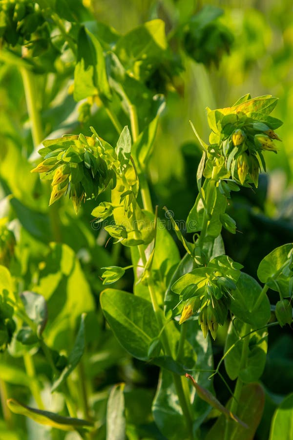 In Spring, Cerinthe Minor Grows in the Wild, Field Weed in the Grass ...