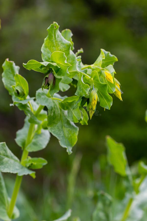 In Spring, Cerinthe Minor Grows in the Wild, Field Weed in the Grass ...