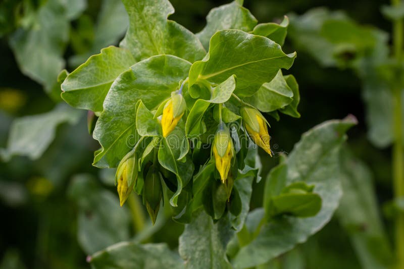 In Spring, Cerinthe Minor Grows in the Wild, Field Weed in the Grass ...