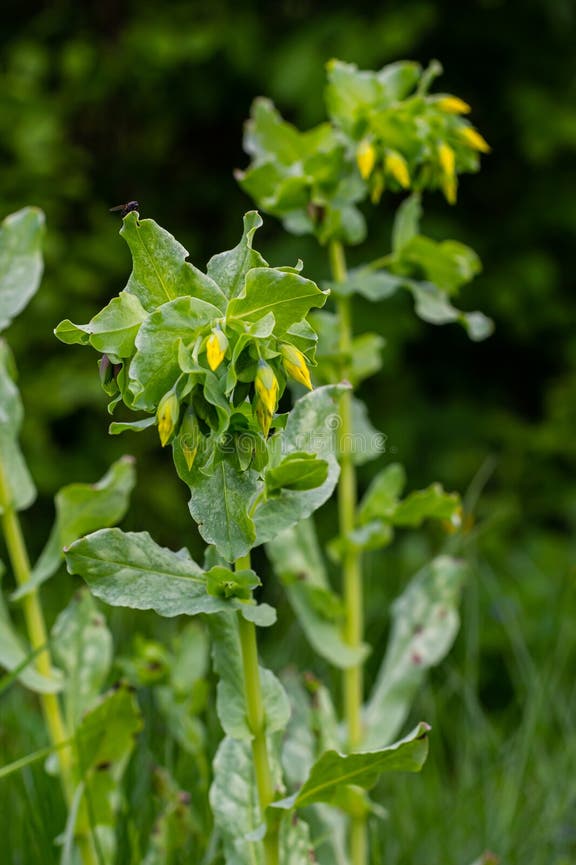 In Spring, Cerinthe Minor Grows in the Wild, Field Weed in the Grass ...
