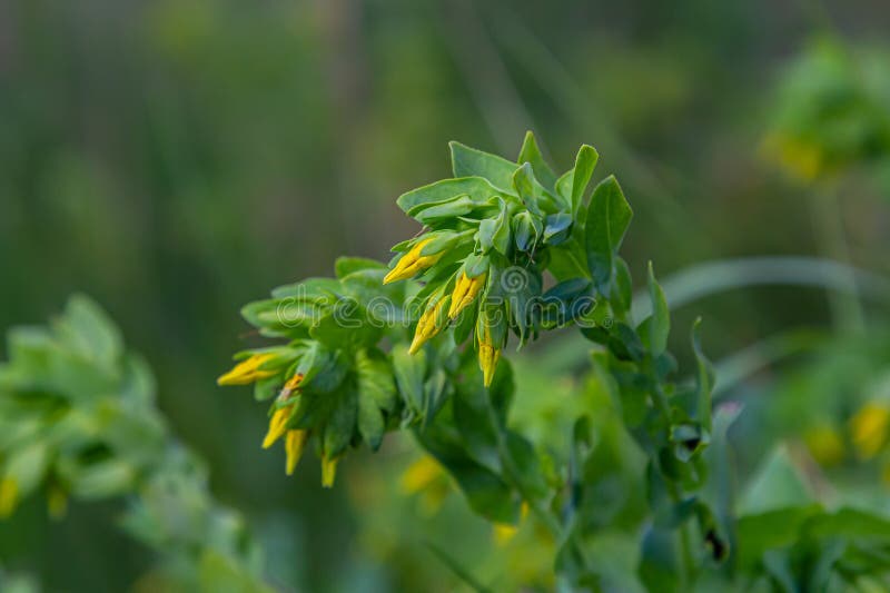 In Spring, Cerinthe Minor Grows in the Wild, Field Weed in the Grass ...