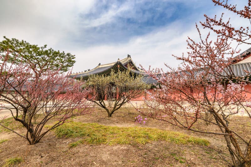 Spring in Seoul South Korea Stock Photo - Image of landmark, spring ...