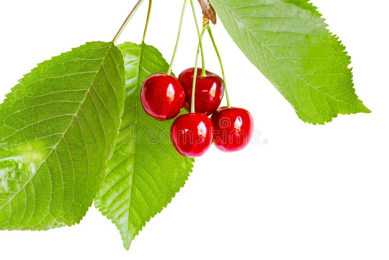 Spring of Cherries with Berries and Leaves Stock Photo - Image of white ...