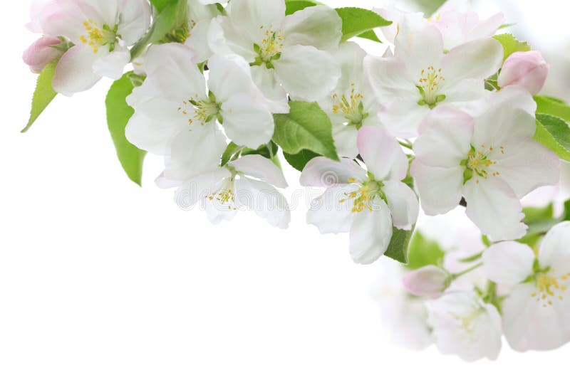 Nanking cherry stock image. Image of beautiful, macro - 10260991
