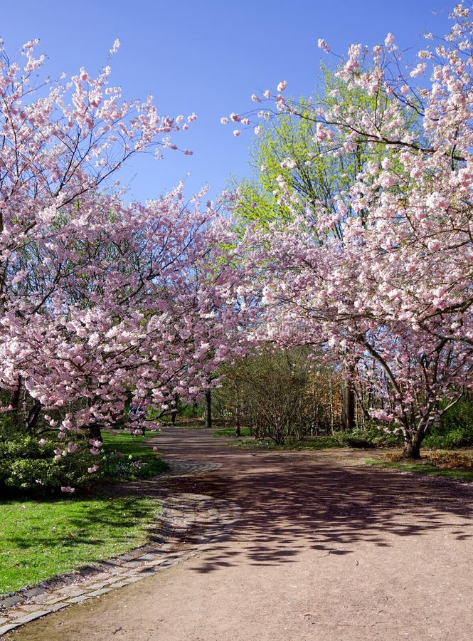 Spring cherry blossom stock photo. Image of easter, blossom - 28712258