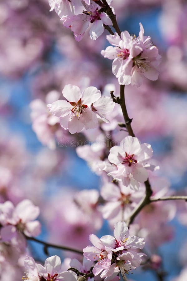 Spring cherry blossom stock photo. Image of fresh, nature - 8820482