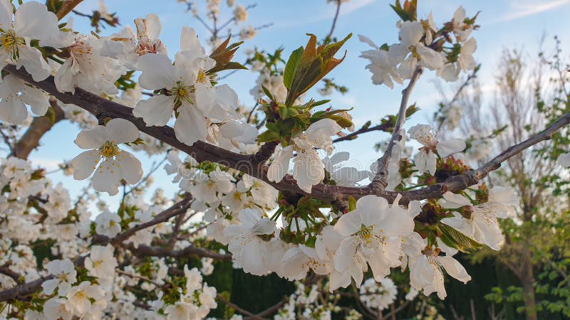 Spring cherry blossom. stock image. Image of splendor - 273809507
