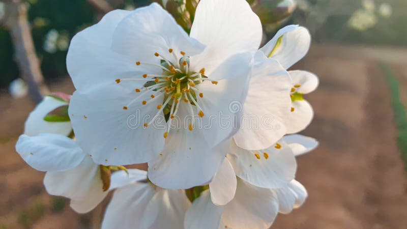 Spring cherry blossom stock photo. Image of bloom, season - 273809550
