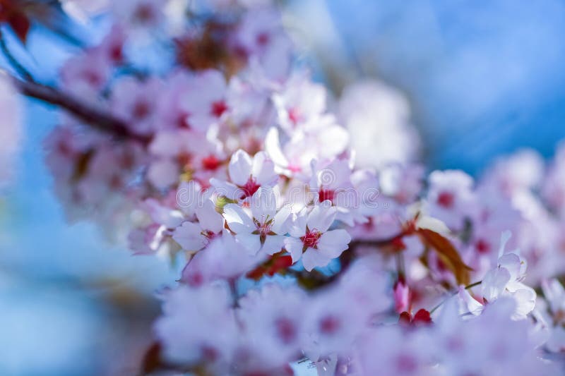 Spring cherry blossom stock photo. Image of blossom - 278289930