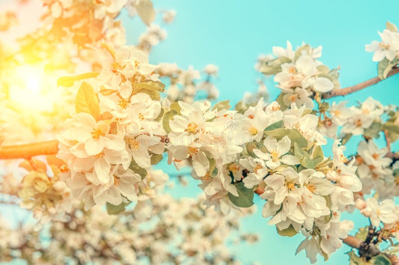 Spring Cherry Blossom in Full Bloom, Abstract Sakura Background. Toned ...