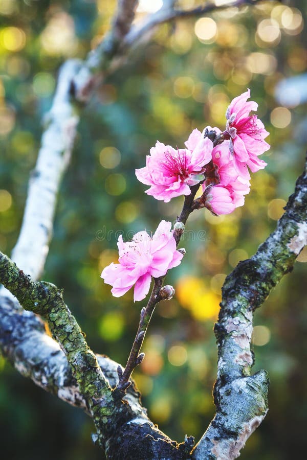 Spring cherry blossom stock photo. Image of gentle, branch - 77714302