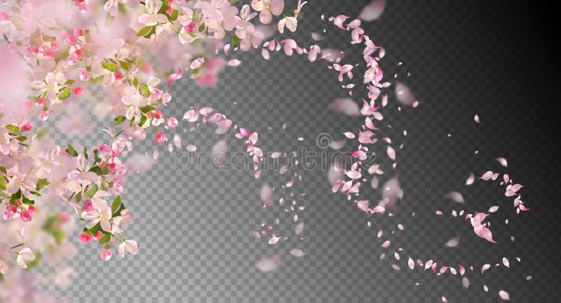 Spring Cherry Blossom stock vector. Illustration of apple - 286910631