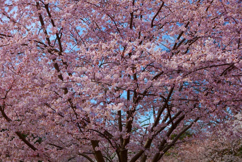 Spring Cherry Blossom stock image. Image of april, orchard - 131332511