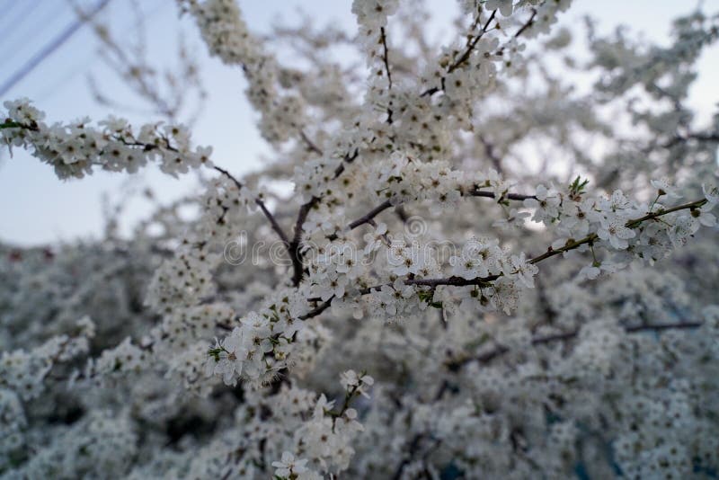 Spring Cherry Blossom Tree. a Pleasant Aroma from Budding Buds Stock ...