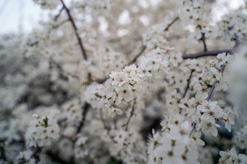 Spring Cherry Blossom Tree. a Pleasant Aroma from Budding Buds Stock ...