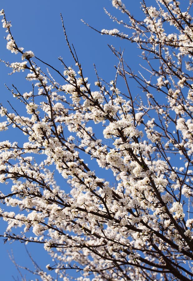 Spring Cherry Blossom Tree on a Sunny March Day on a Blue Sky Stock ...