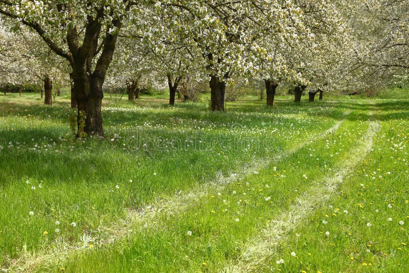 Spring Cherry Blossom Trees Stock Image - Image of field, fruit: 53698369