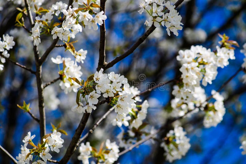 Spring Cherry blossoms stock image. Image of close, blossoms - 153471191