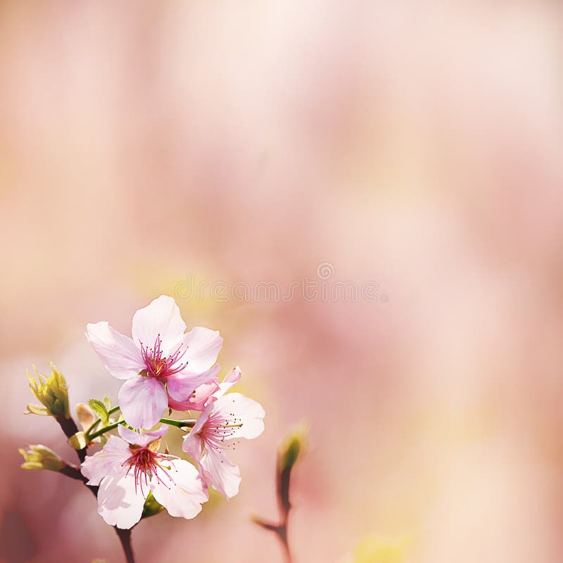 Spring Cherry blossoms stock image. Image of gardening - 28563063