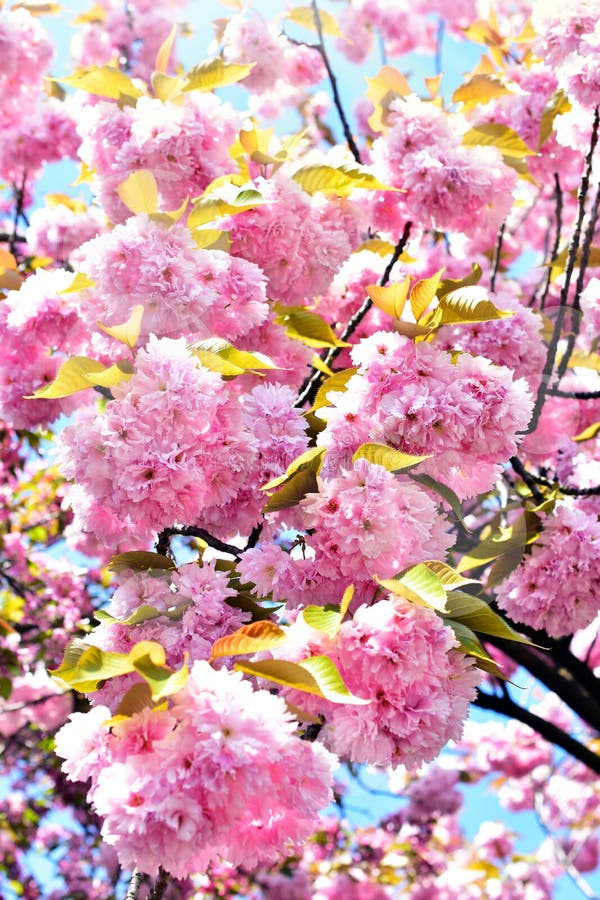 Spring Cherry Blossoms Background Stock Photo - Image of botany, nature ...