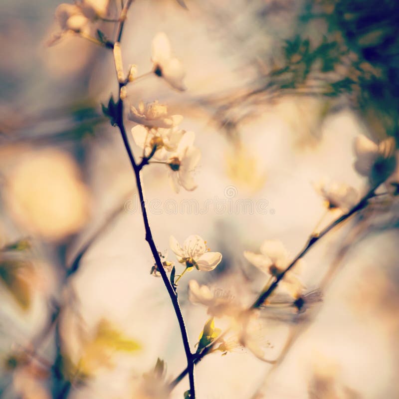 Spring Cherry Blossoms stock image. Image of spring - 154297603