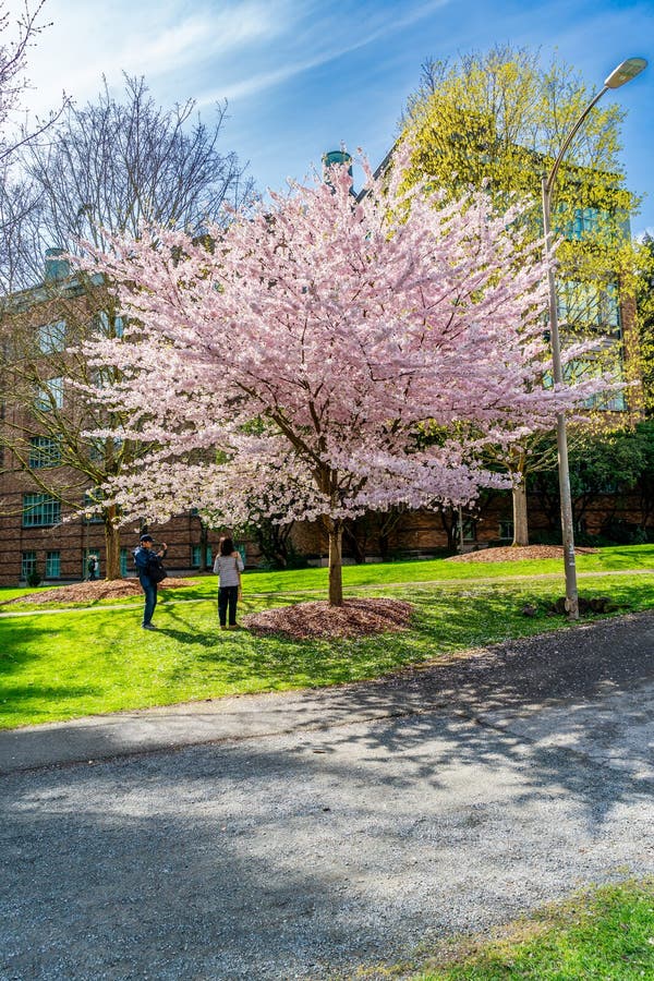 University Campus Cherry Blossoms 2 Editorial Stock Image - Image of ...