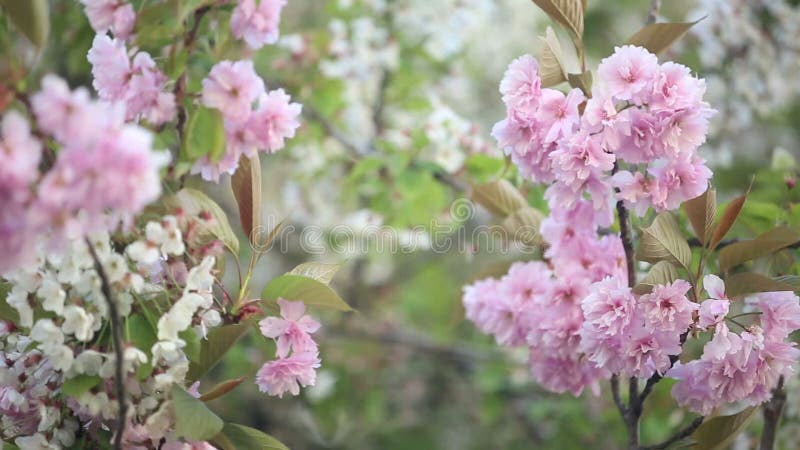 Spring Cherry Blossoms Flowers Stock Footage & Videos - 9,194 Stock Videos