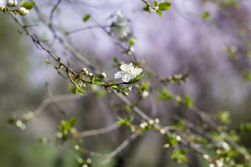 Spring Cherry Blossoms Flowers. Spring White Flowers on a Tree Stock ...