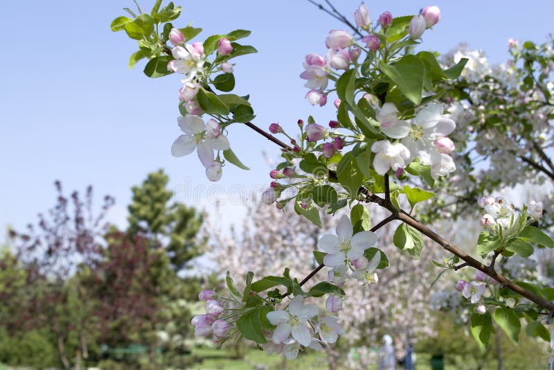 Spring Cherry Blossoms Flowers. Spring White Flowers on a Tree Stock ...