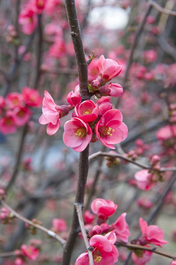 180,160 Pink Cherry Bloom Stock Photos - Free & Royalty-Free Stock ...
