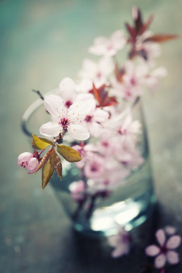 Spring Cherry blossoms stock photo. Image of decoration - 41314666