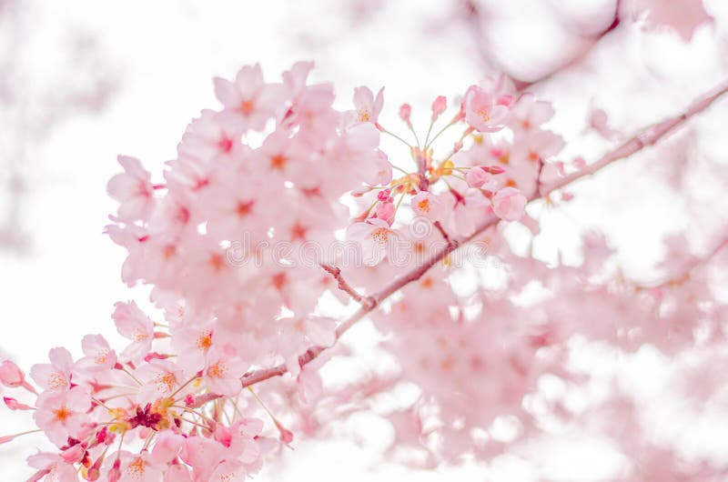 Spring Cherry Blossoms In Japan Stock Image - Image of scenics ...