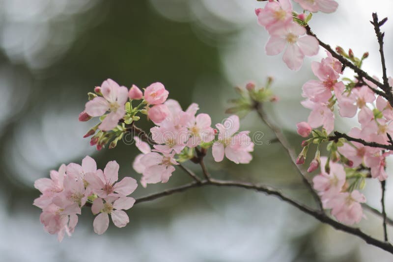 The Spring Cherry Blossoms, Pink Flowers at Tko Park Stock Photo ...