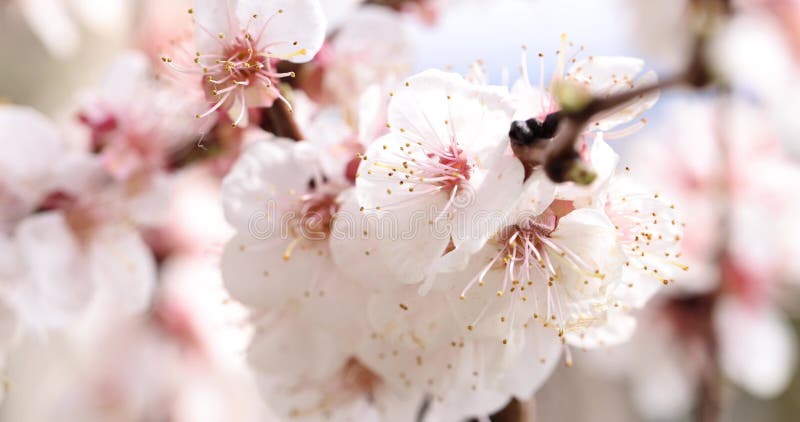 Spring Cherry Blossoms and Pink Flowers on Tree Stock Footage - Video ...