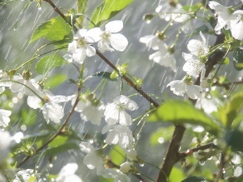 Spring flowers in the rain stock photo. Image of closeup - 91068620