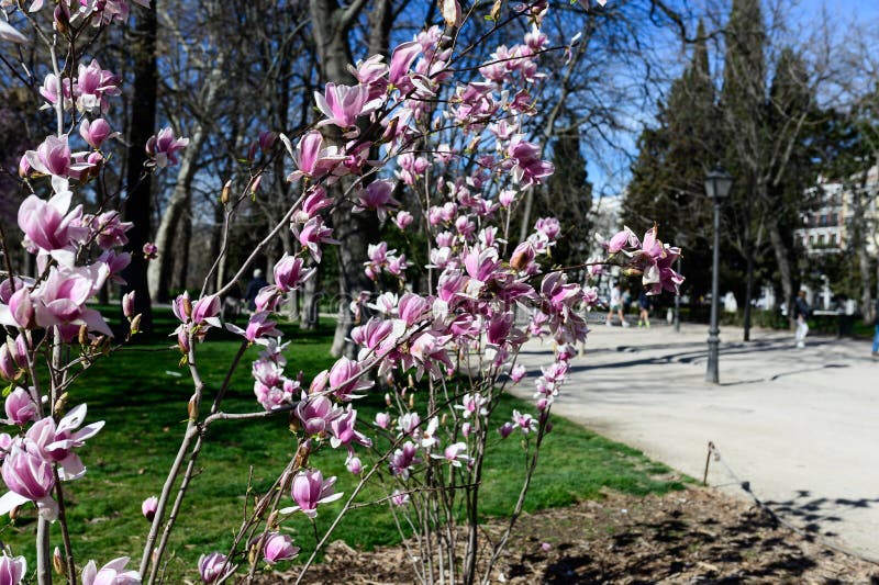 Spring stock image. Image of madrid, almond, pink, nature - 141008775