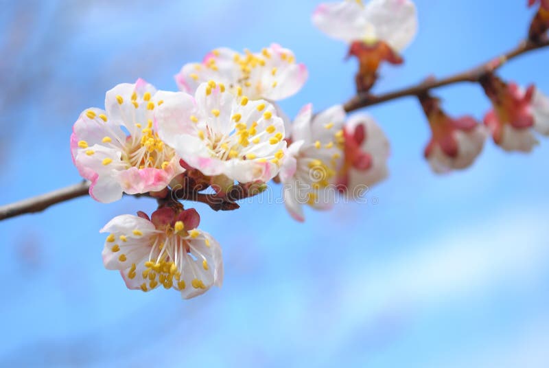 Spring Cherry Blossoms. Ukraine Stock Image - Image of produce ...