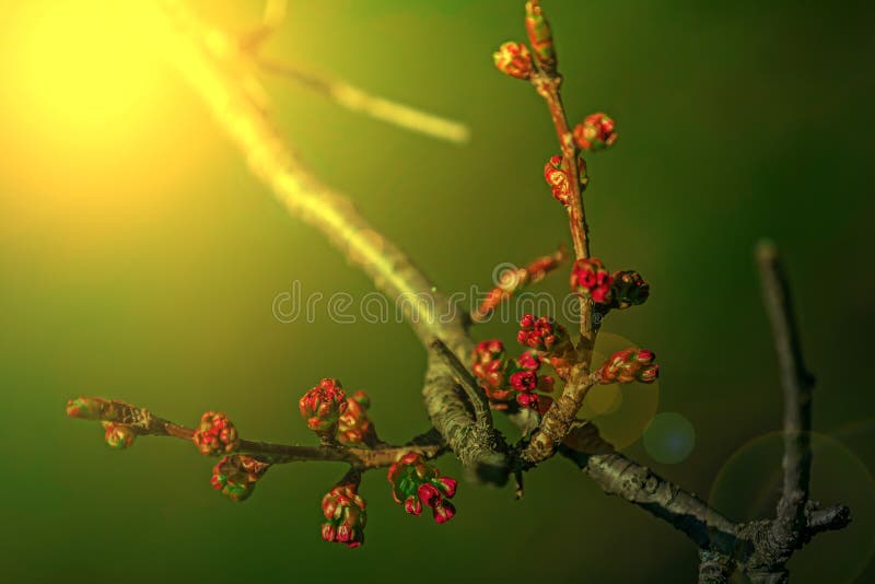 Spring Cherry Bud in Sunset Light 2 Stock Image - Image of botanical ...