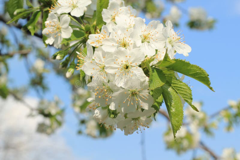 Common Hawthorn, Oneseed Hawthorn or Single-seeded Hawthorn - Crataegus ...