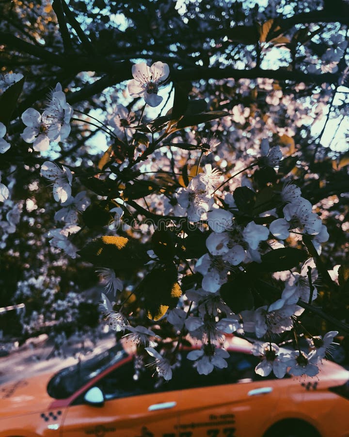 Spring cherry flower stock image. Image of cherry, taxi - 219069043