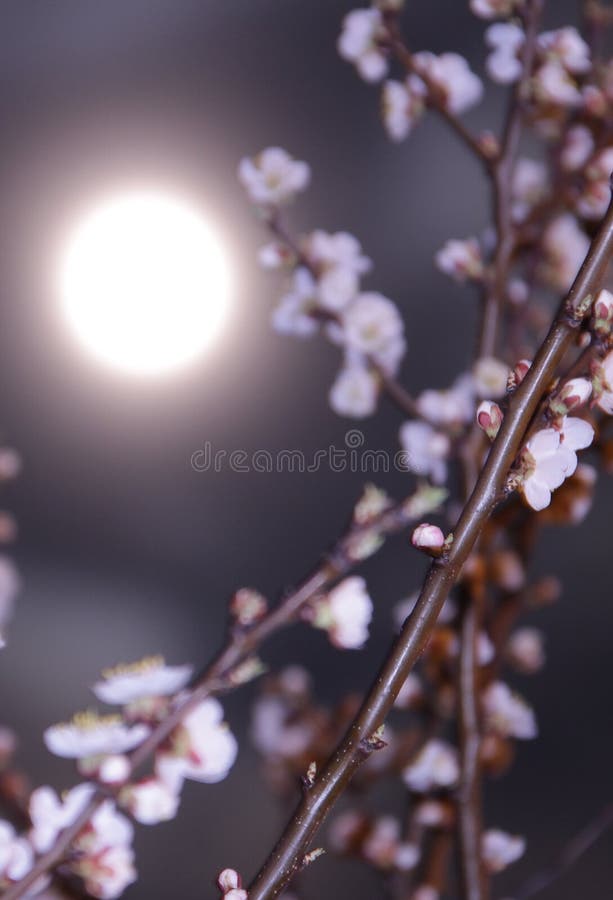 416 Cherry Moon Tree Stock Photos - Free & Royalty-Free Stock Photos ...
