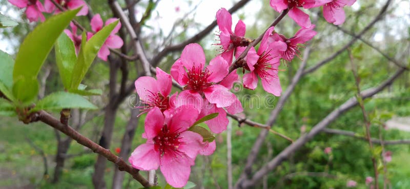 Sachiraukraina Stock Photos - Free & Royalty-Free Stock Photos from ...