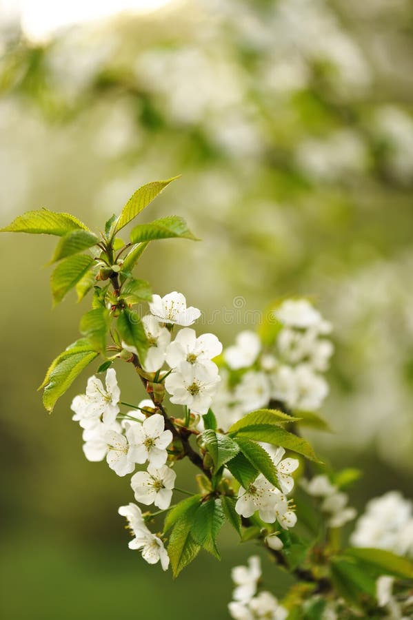 Spring cherry tree stock image. Image of tree, outdoor - 12417451