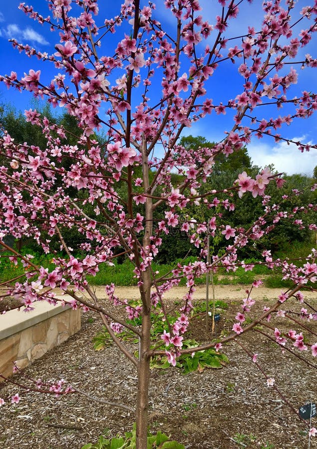 Spring Cherry Tree in Bloom Stock Photo - Image of buds, bursting ...