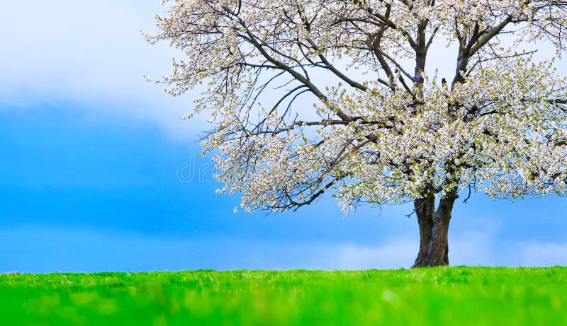 Spring Cherry Tree in Blossom on Green Meadow Under the Blue Sky Stock ...