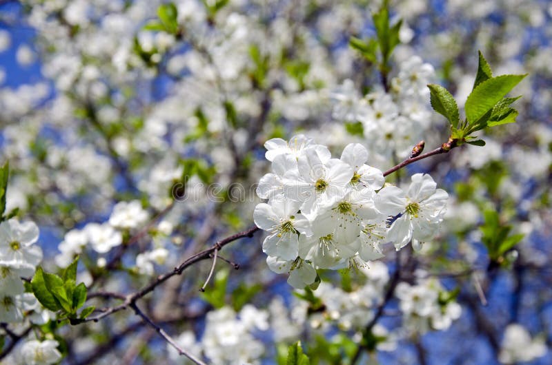 Budding cherry-tree stock image. Image of cherry, spring - 16734679