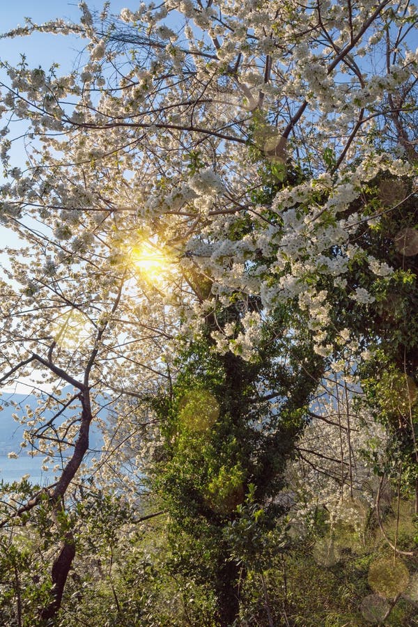 Spring. Cherry Trees Bloom in Old Garden. Bokeh Stock Image - Image of ...