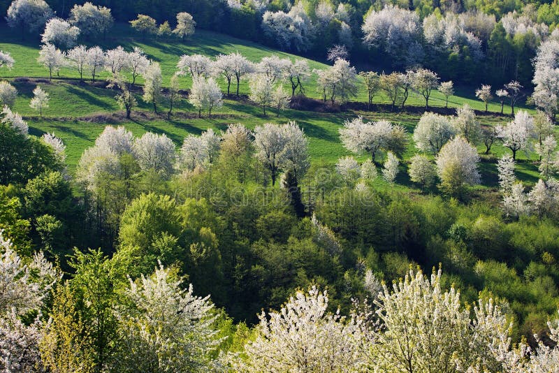 Spring cherry trees stock photo. Image of blossom, nature - 65570168
