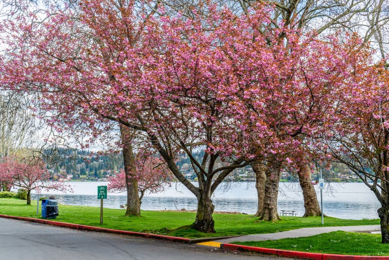 Seward Park Cherry Trees 5 stock photo. Image of seattle - 276218750