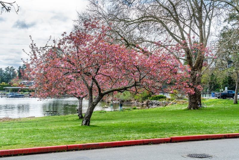 Seward Park Cherry Trees 8 stock photo. Image of flowers - 276512432